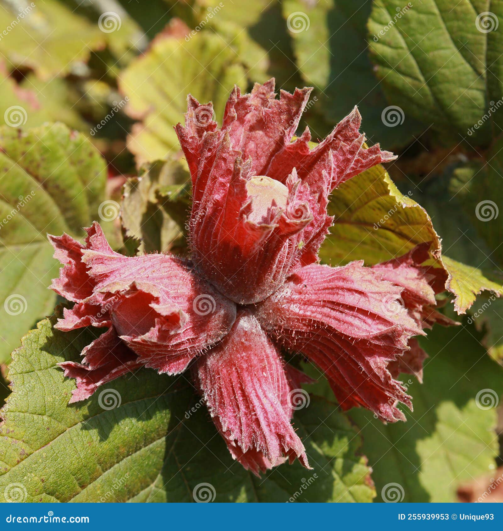 Hazelnut Surrounded by a Thick Red Husk of the Byzantine Hazelnut Stock ...