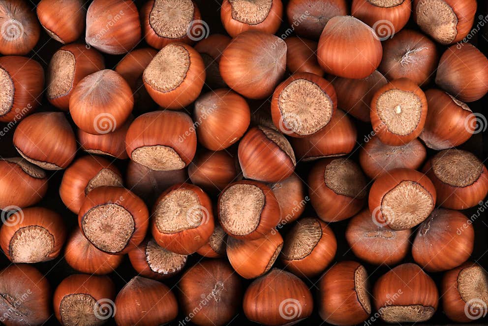 Hazelnut texture stock image. Image of texture, organic - 11479299