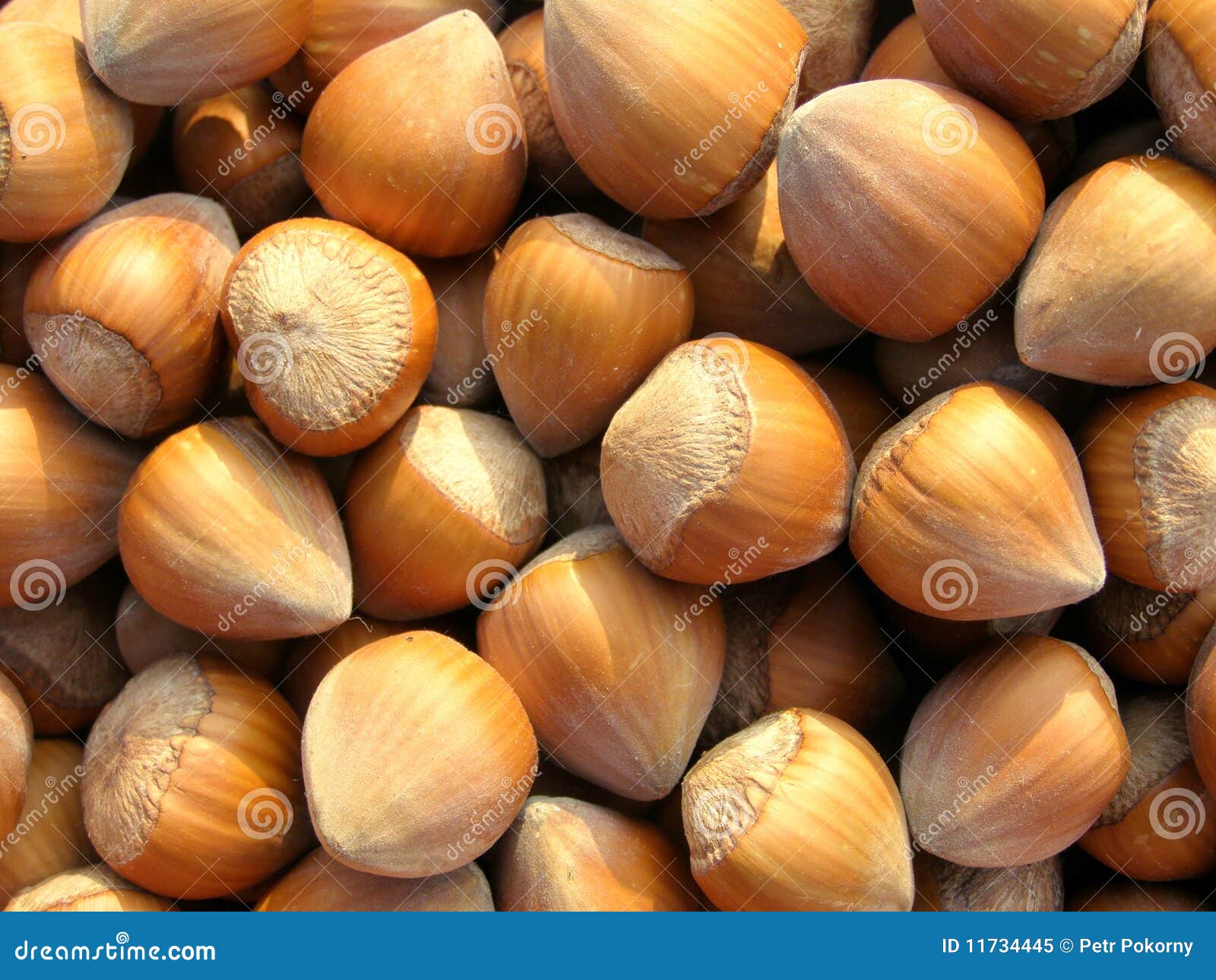Hazelnut texture stock image. Image of hazelnut, crazy - 11734445