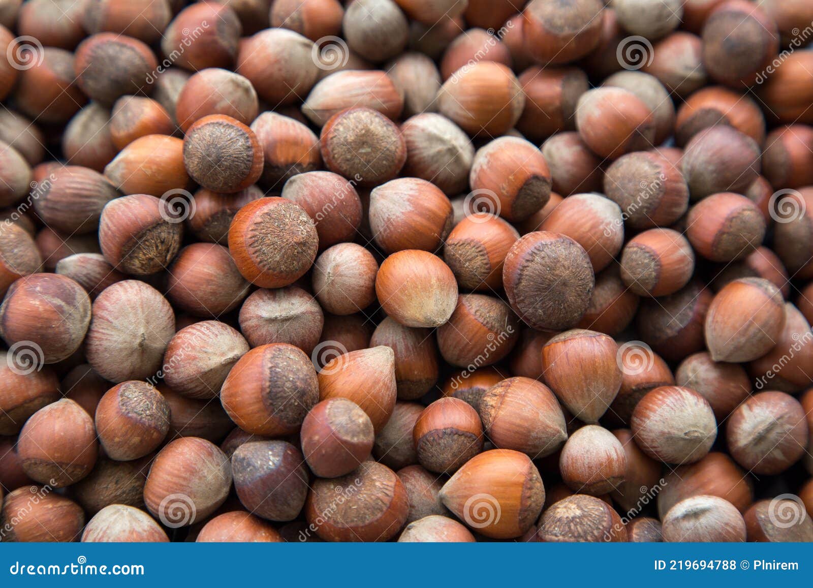 Shelled hazelnut texture stock photo. Image of fruit - 219694788