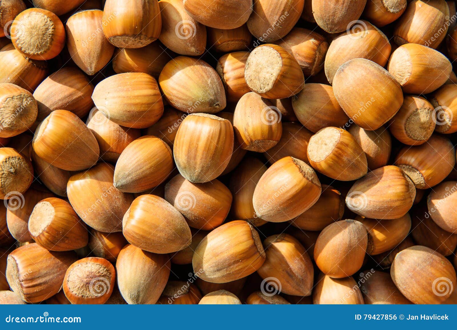 Hazelnut Texture Stock Photo | CartoonDealer.com #12964902