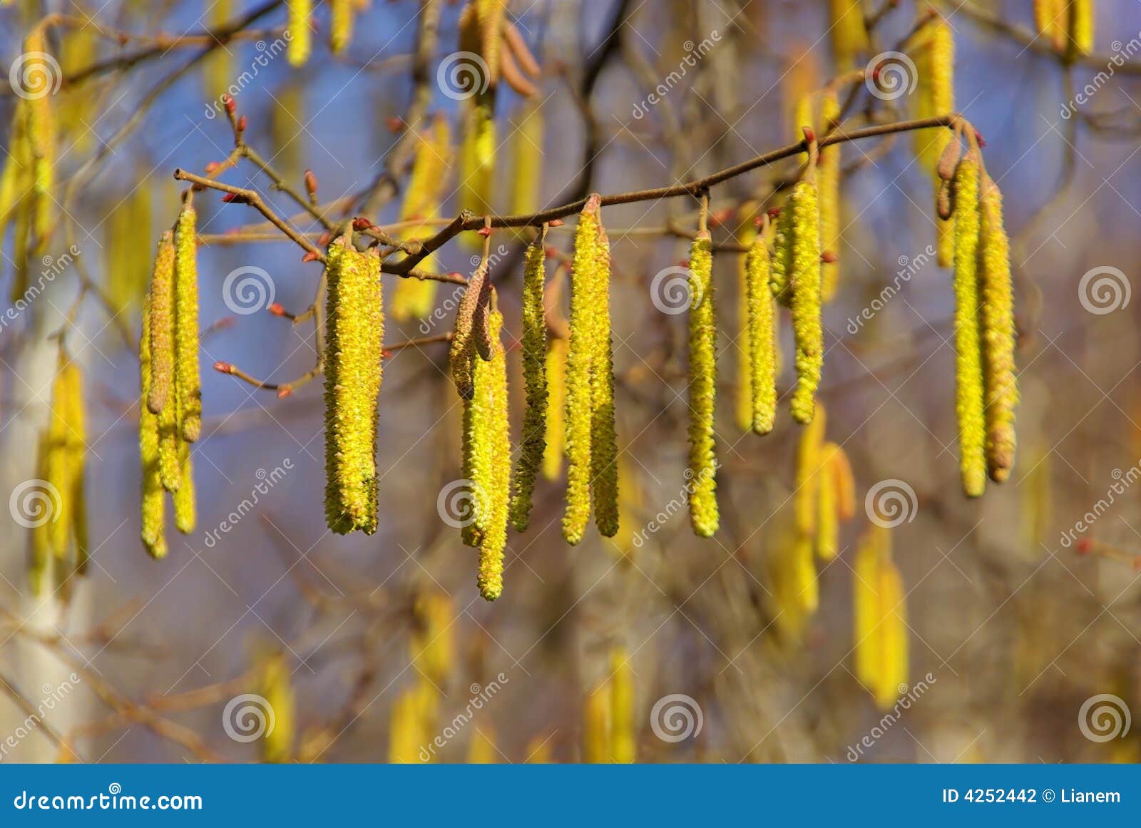 Hazelnut tree 09 stock photo. Image of tree, plant, spring - 4252442