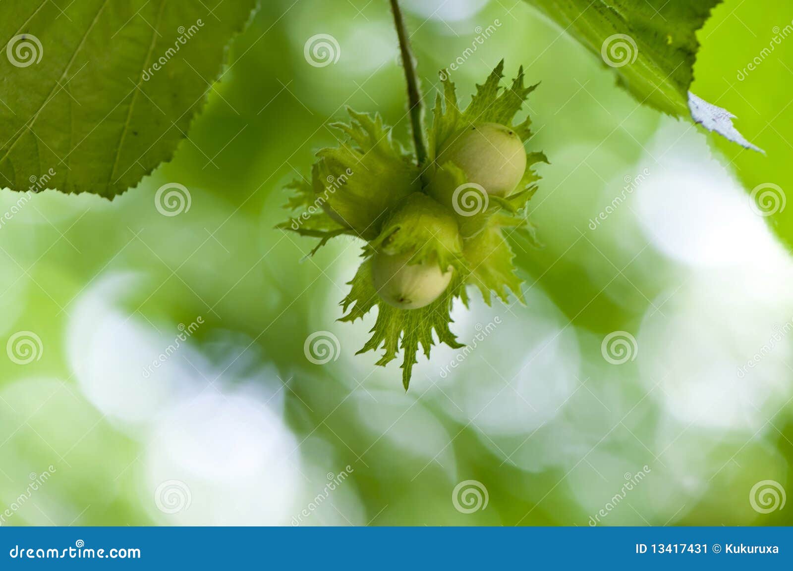 Hazelnut tree stock image. Image of healthy, tree, objects - 13417431