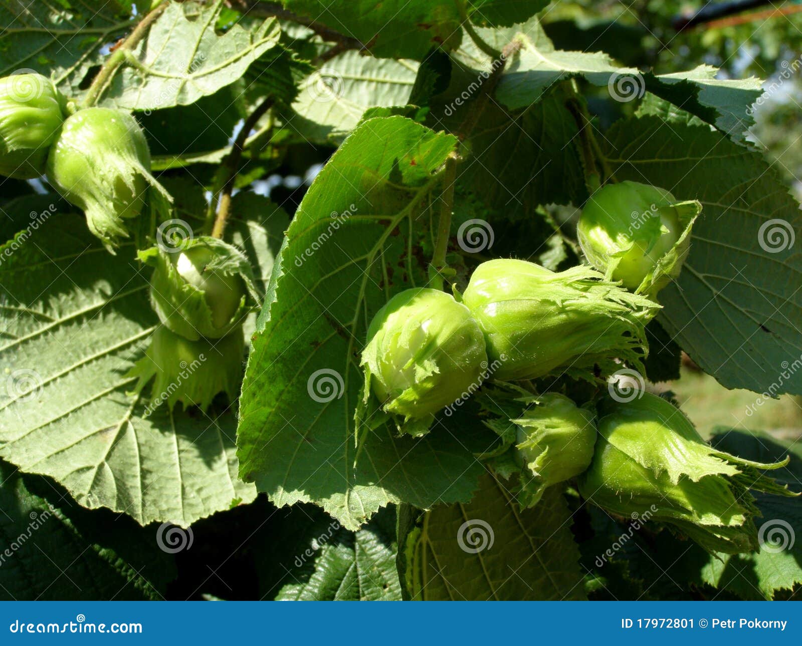 Hazelnut Tree Royalty-Free Stock Photography | CartoonDealer.com #17972801