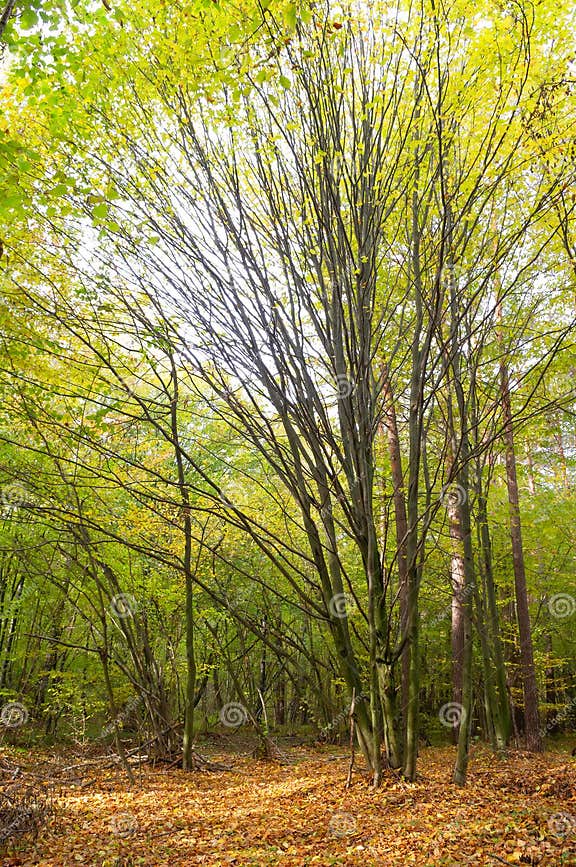 Hazelnut Tree in the Autumn Forest Stock Photo - Image of autumn ...