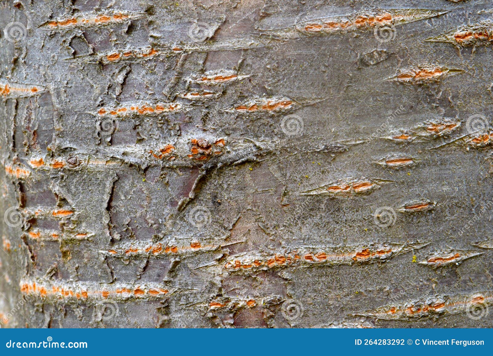 Hazelnut Tree Bark 01 stock photo. Image of tree, harvest - 264283292