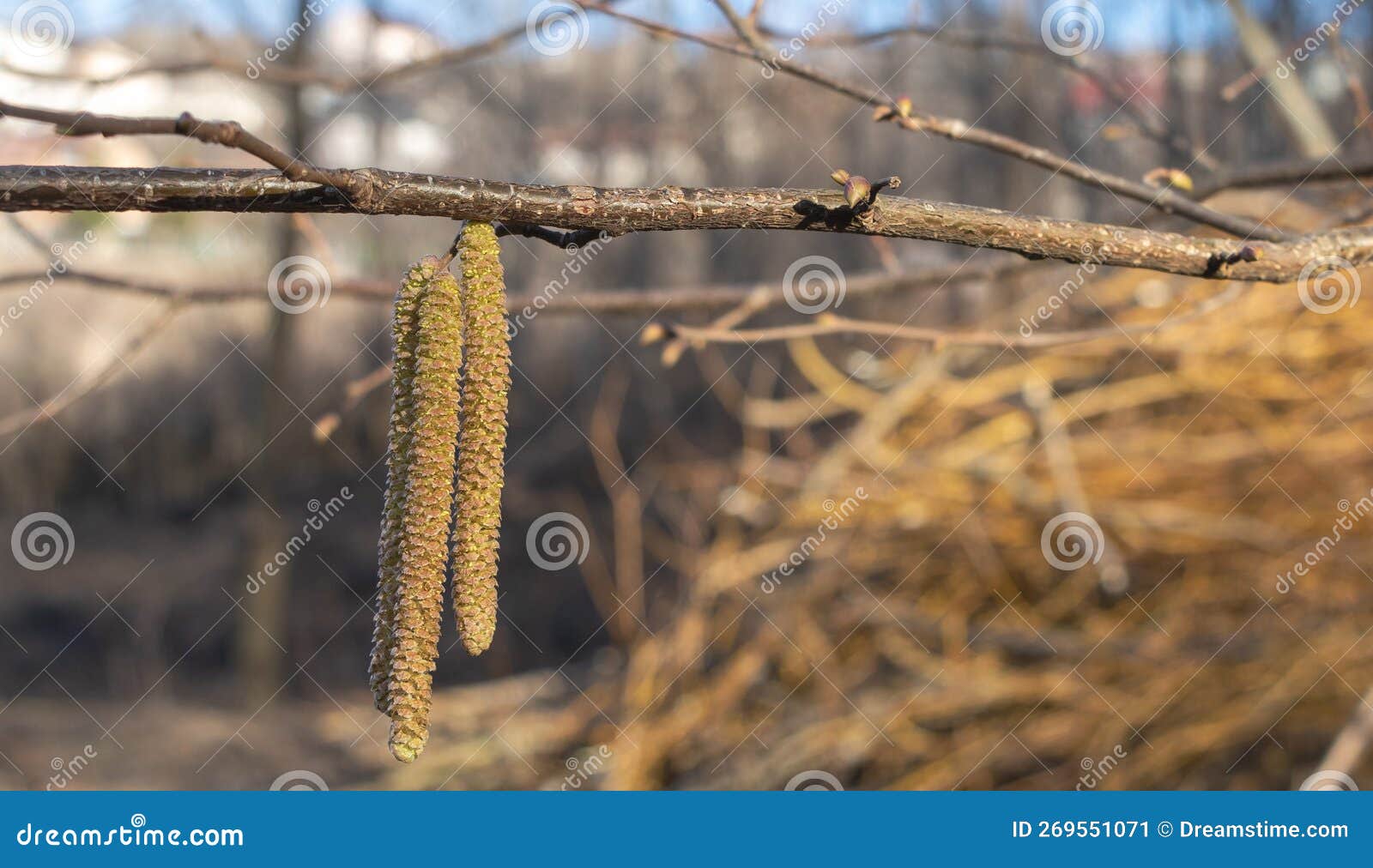 Hazelnut Tree in Bloom during Winter Months Stock Image - Image of ...