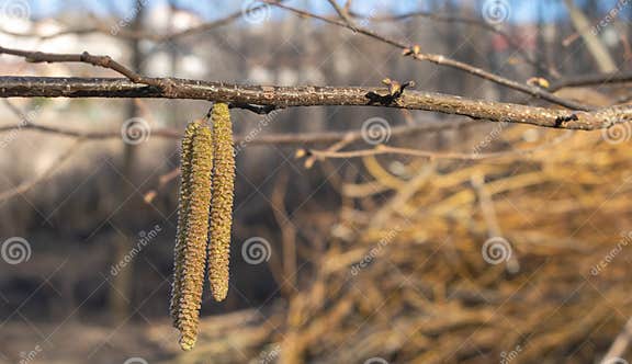 Hazelnut Tree in Bloom during Winter Months Stock Image - Image of ...