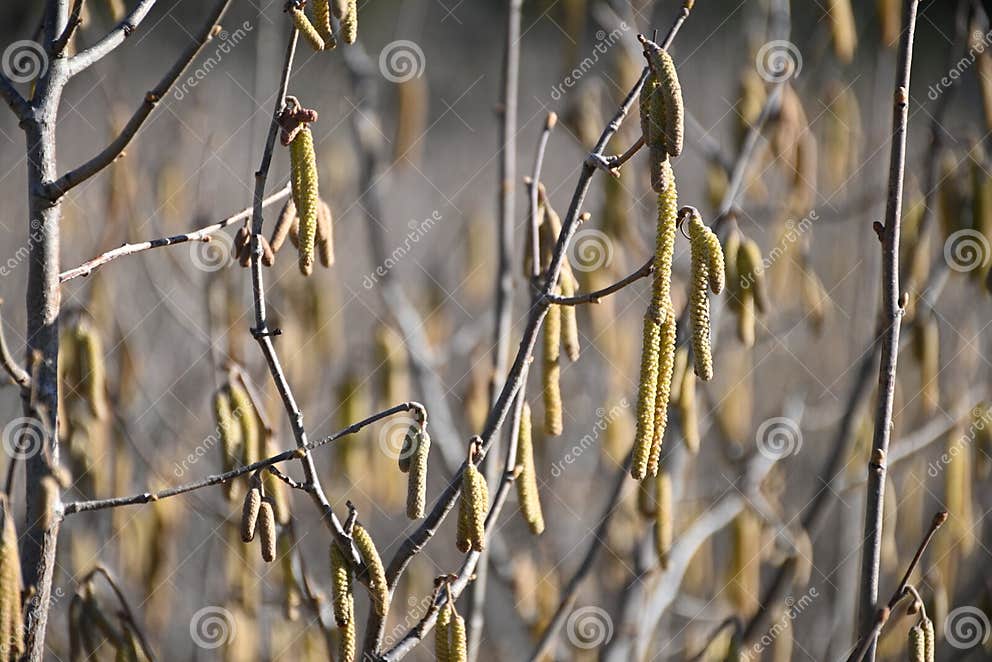 The Hazelnut Tree Bloomed during the Winter Stock Photo - Image of ...