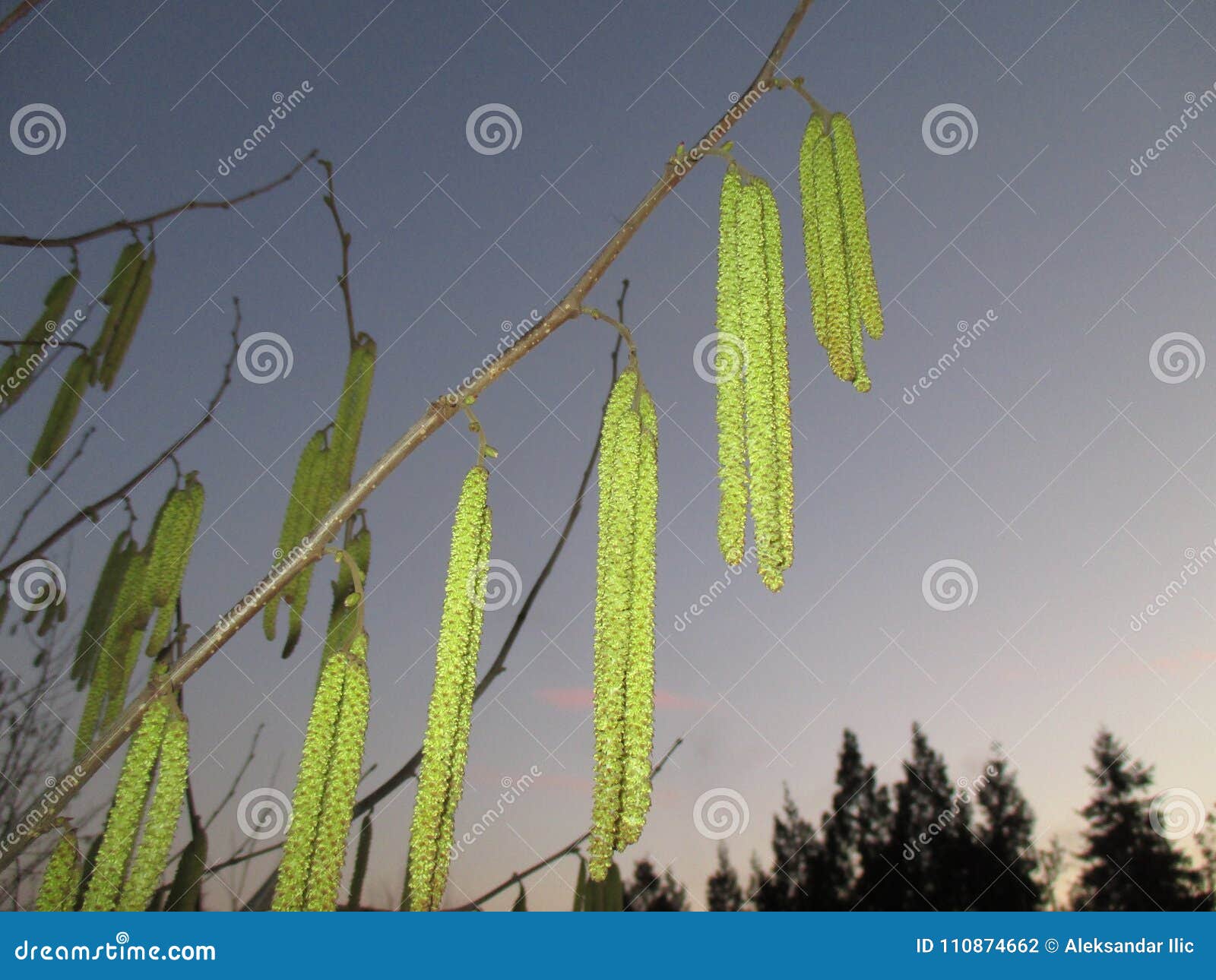 Hazelnut tree stock photo. Image of plant, pollen, spring - 110874662