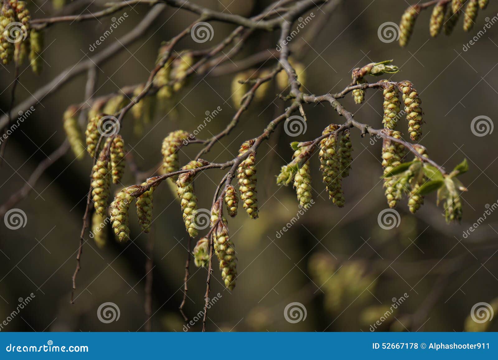 Hazelnut tree buds stock photo. Image of hazelnut, bouquet - 52667178