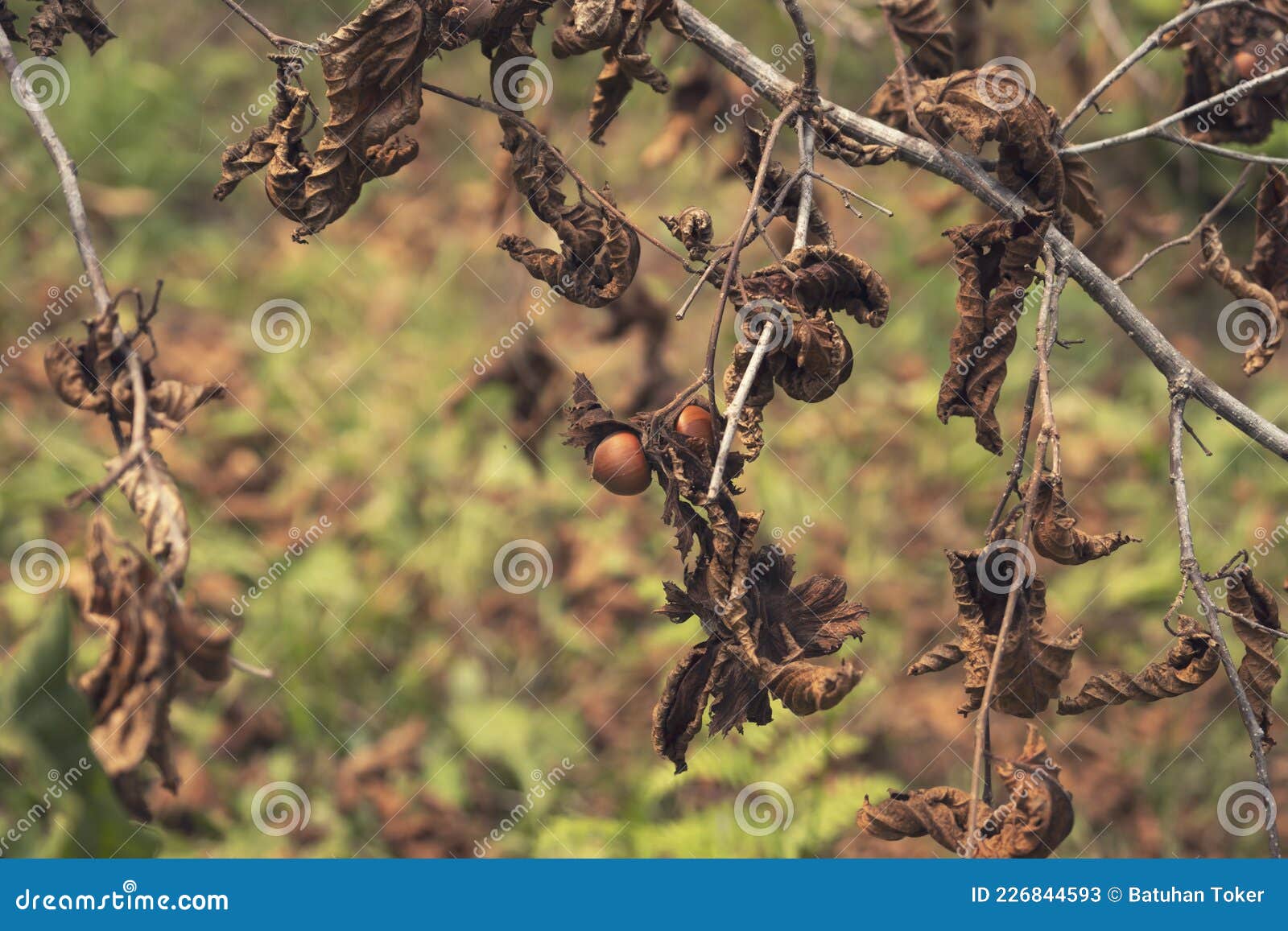 Wild Hazelnut Tree