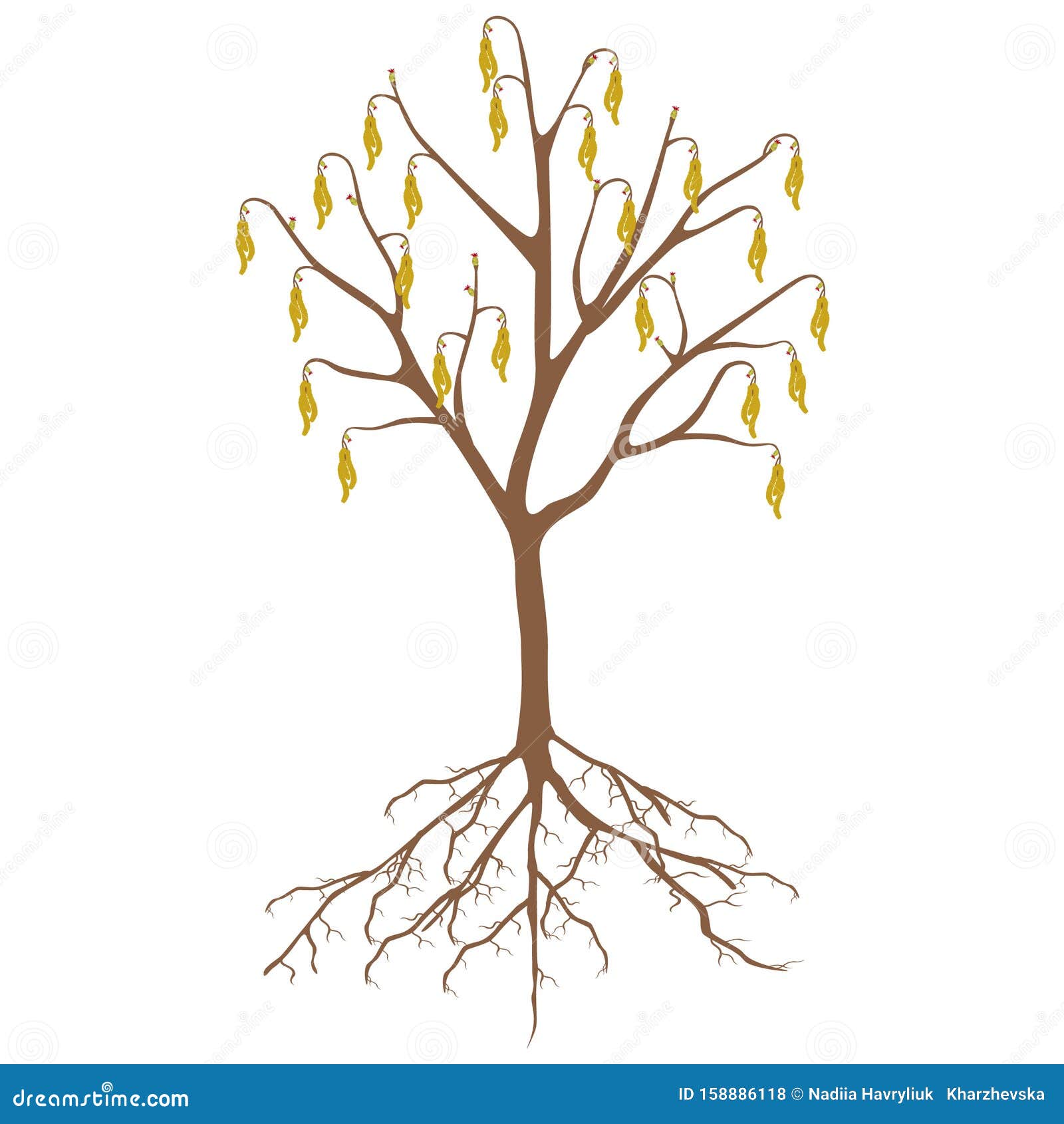 Hazelnut Tree Drawing