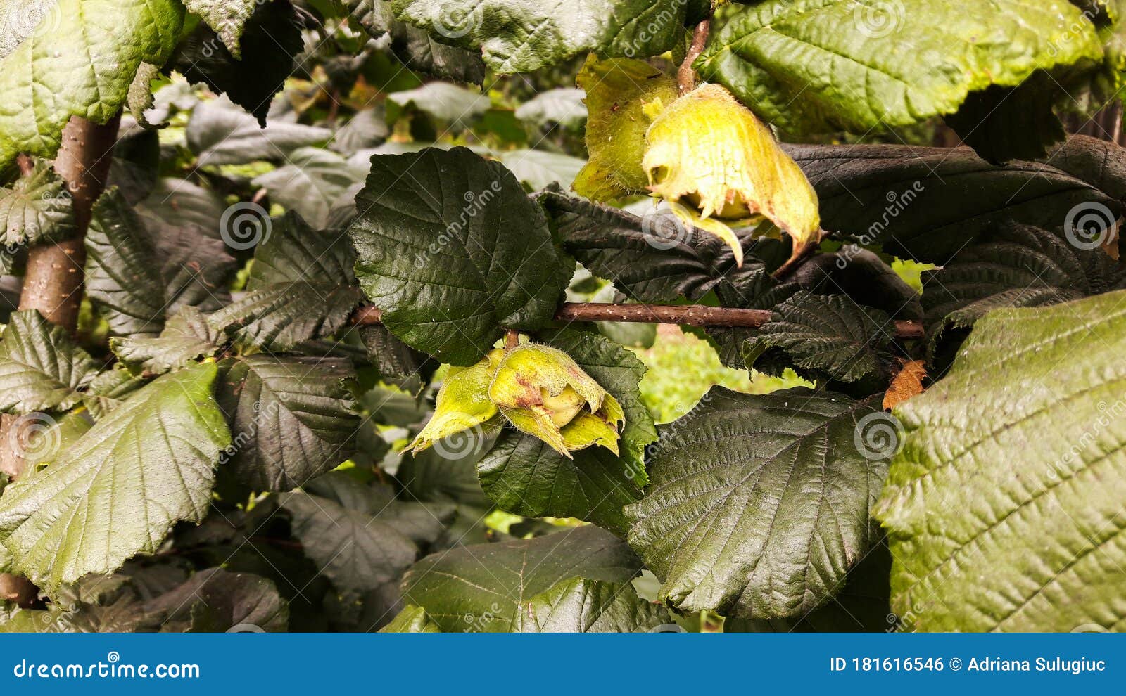 Hazelnut tree stock photo. Image of cultivation, cluster - 181616546