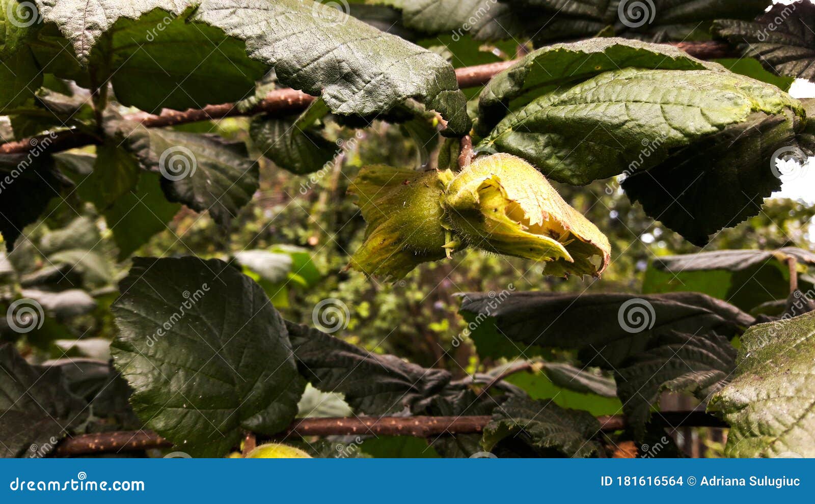 Hazelnut tree stock photo. Image of fruit, deciduous - 181616564