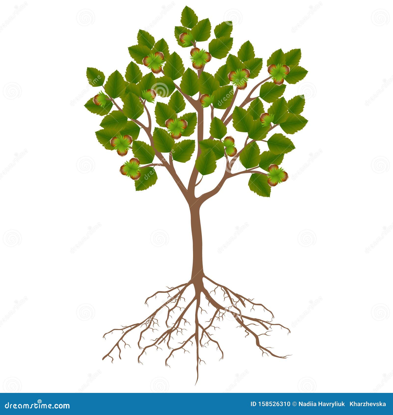 Hazelnut Tree Drawing