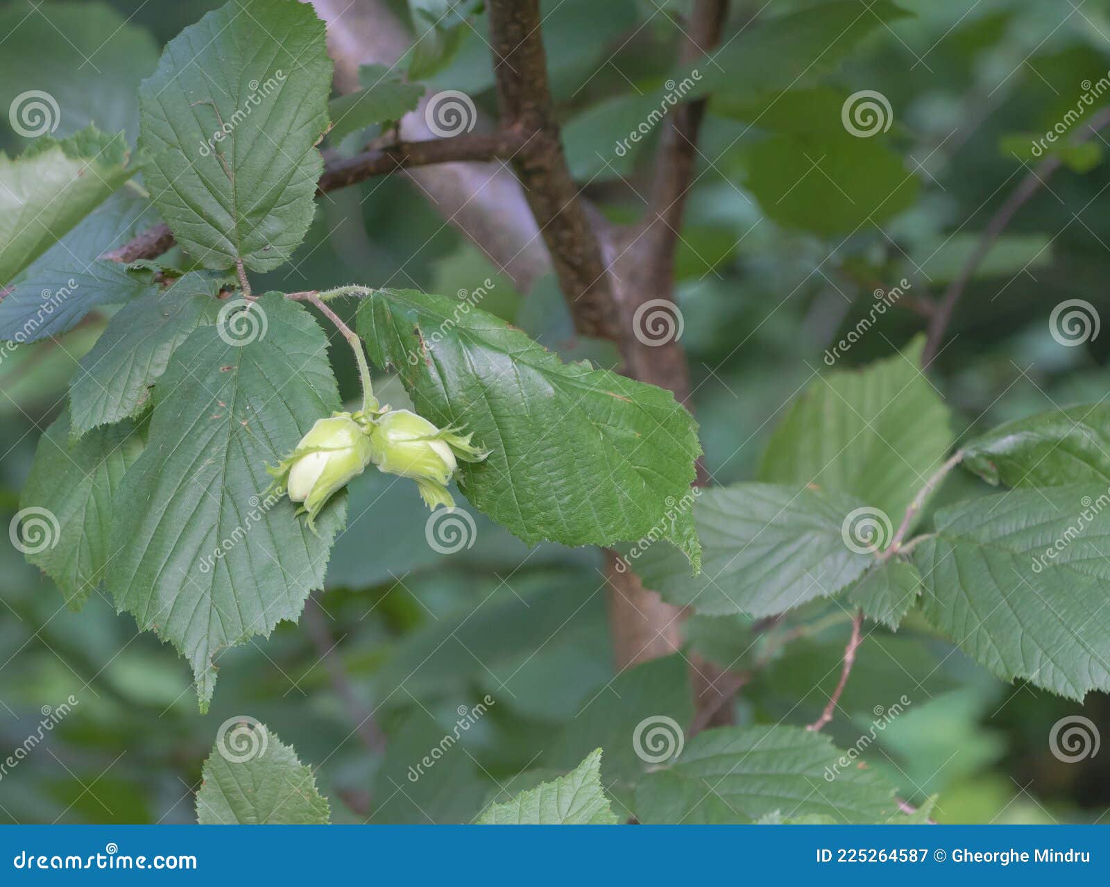 The Hazelnut Tree with Growing Fruits in the Farm Stock Image - Image ...