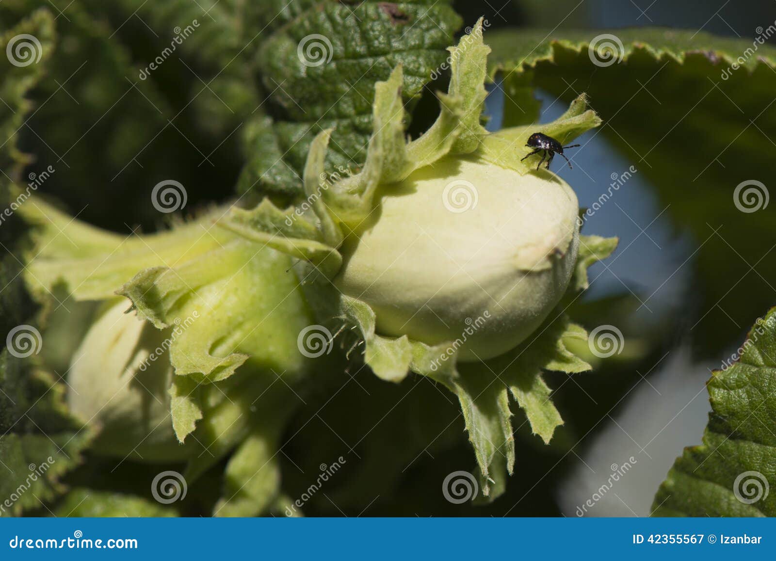Hazelnut on tree stock image. Image of branch, fresh - 42355567