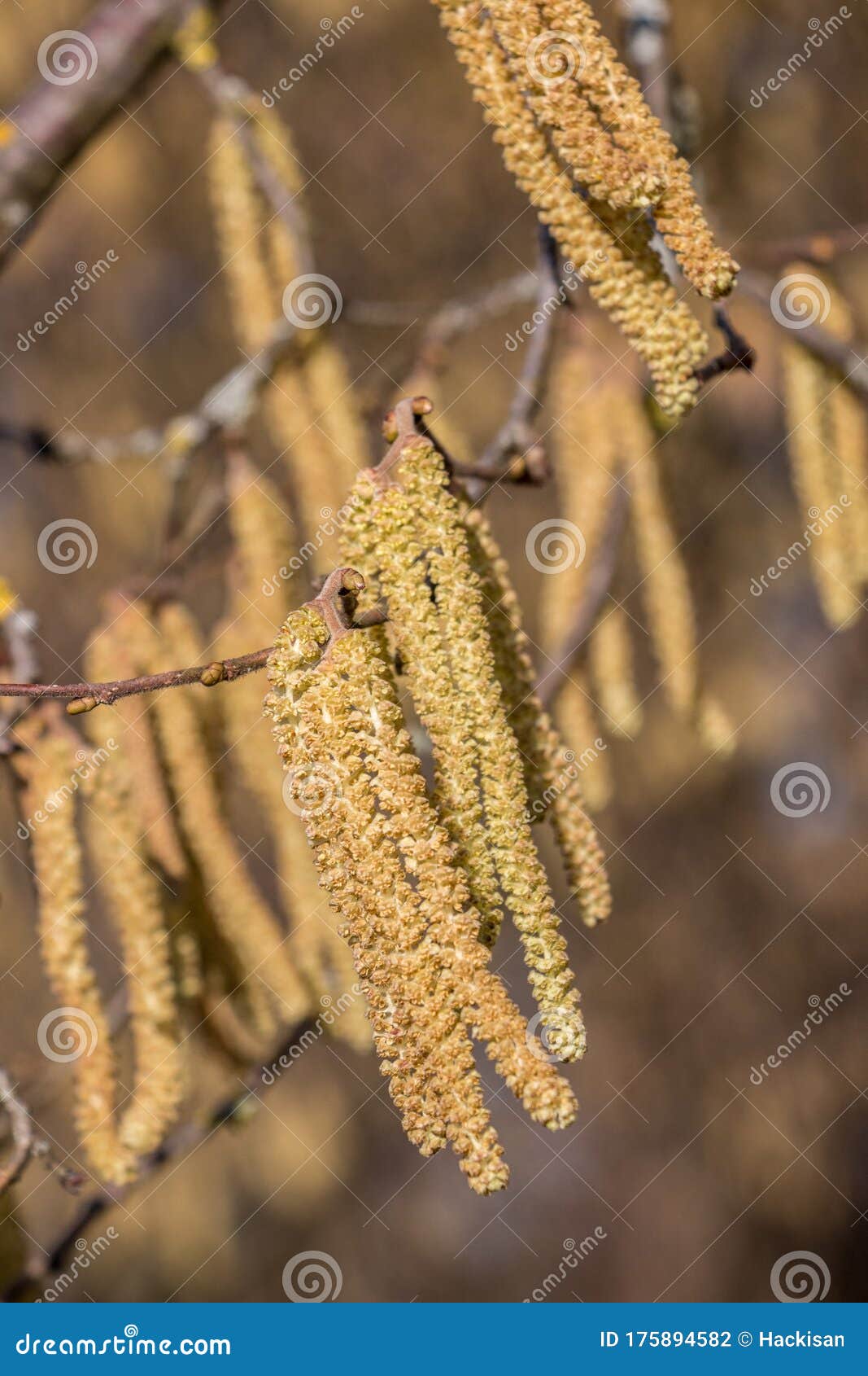 Hazelnut Tree with a Lot of Big Yellow Hazelnut Pollen Stock Photo ...