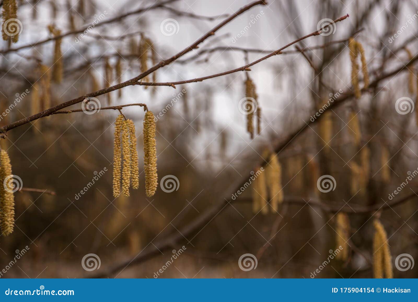Hazelnut Tree with a Lot of Big Yellow Hazelnut Pollen Stock Photo ...