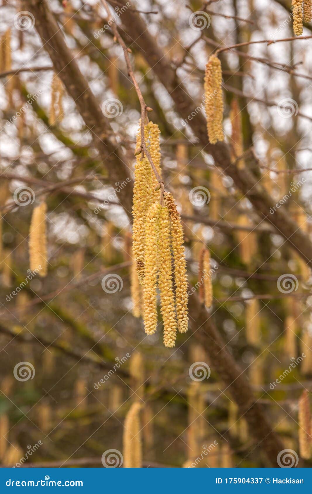 Hazelnut Tree with a Lot of Big Yellow Hazelnut Pollen Stock Image ...