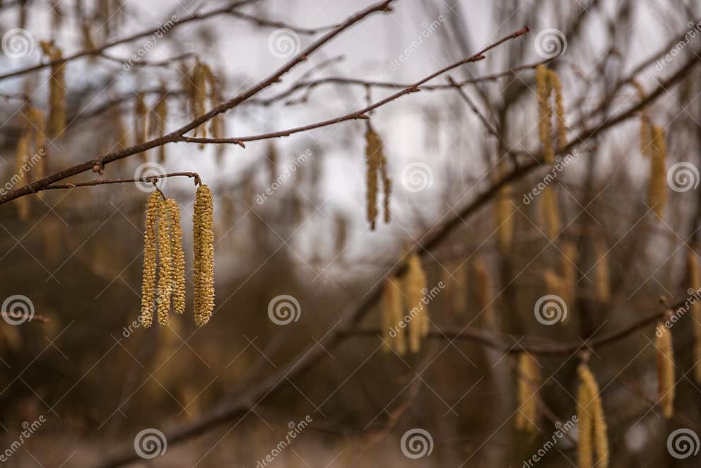 Hazelnut Tree with a Lot of Big Yellow Hazelnut Pollen Stock Photo ...