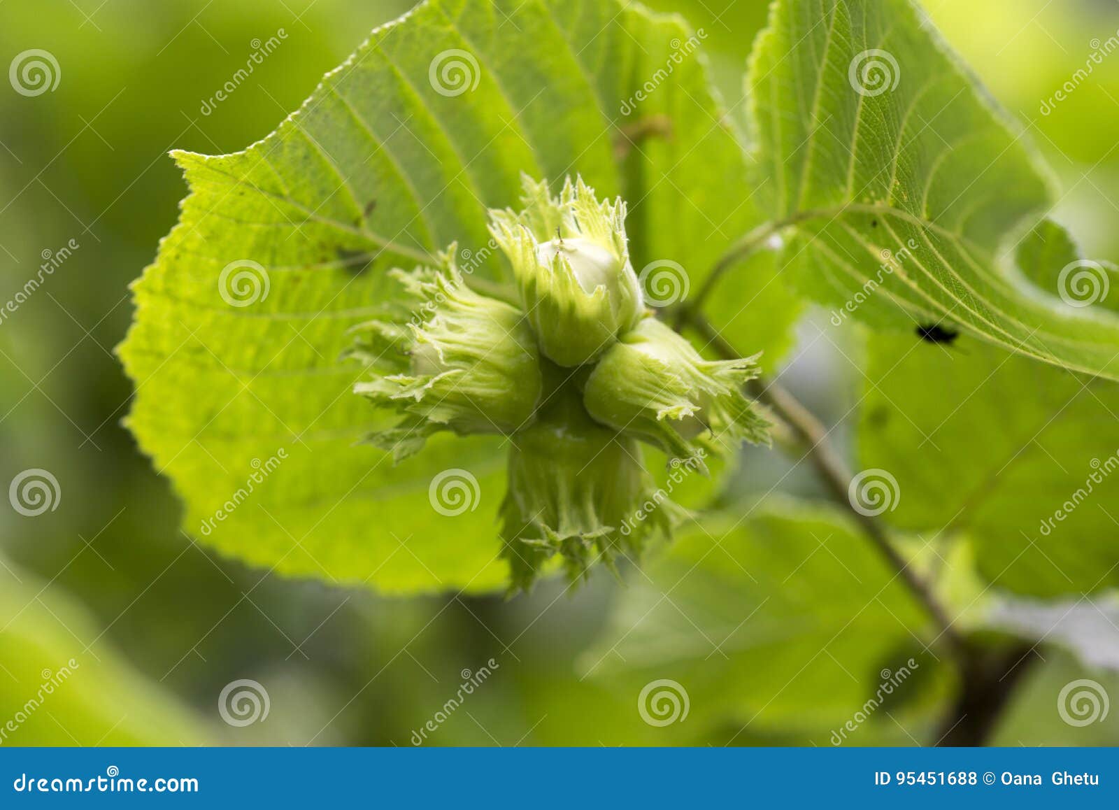 Hazelnut tree stock photo. Image of composition, branch - 95451688