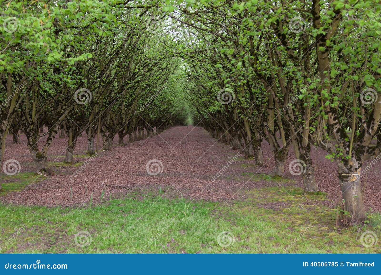 Hazelnut Tree Rows stock image. Image of produce, natural - 40506785