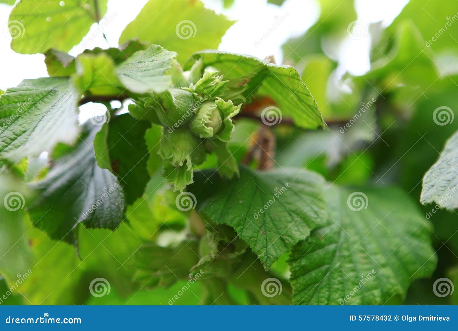 Hazelnut tree stock photo. Image of healthy, eating, life - 57578432