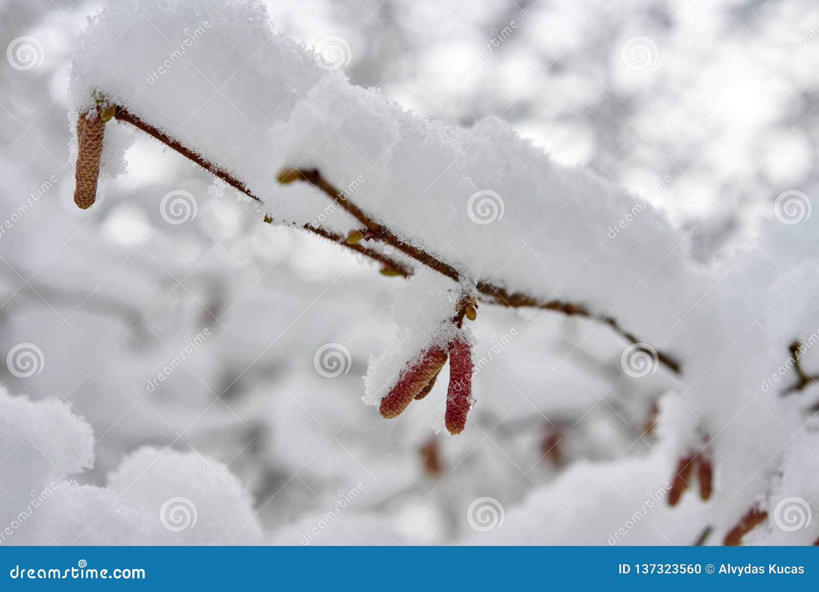 Hazelnut tree in winter stock photo. Image of flower - 137323560