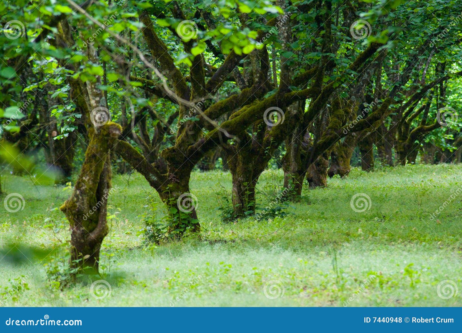Hazelnut trees stock photo. Image of color, plant, green - 7440948