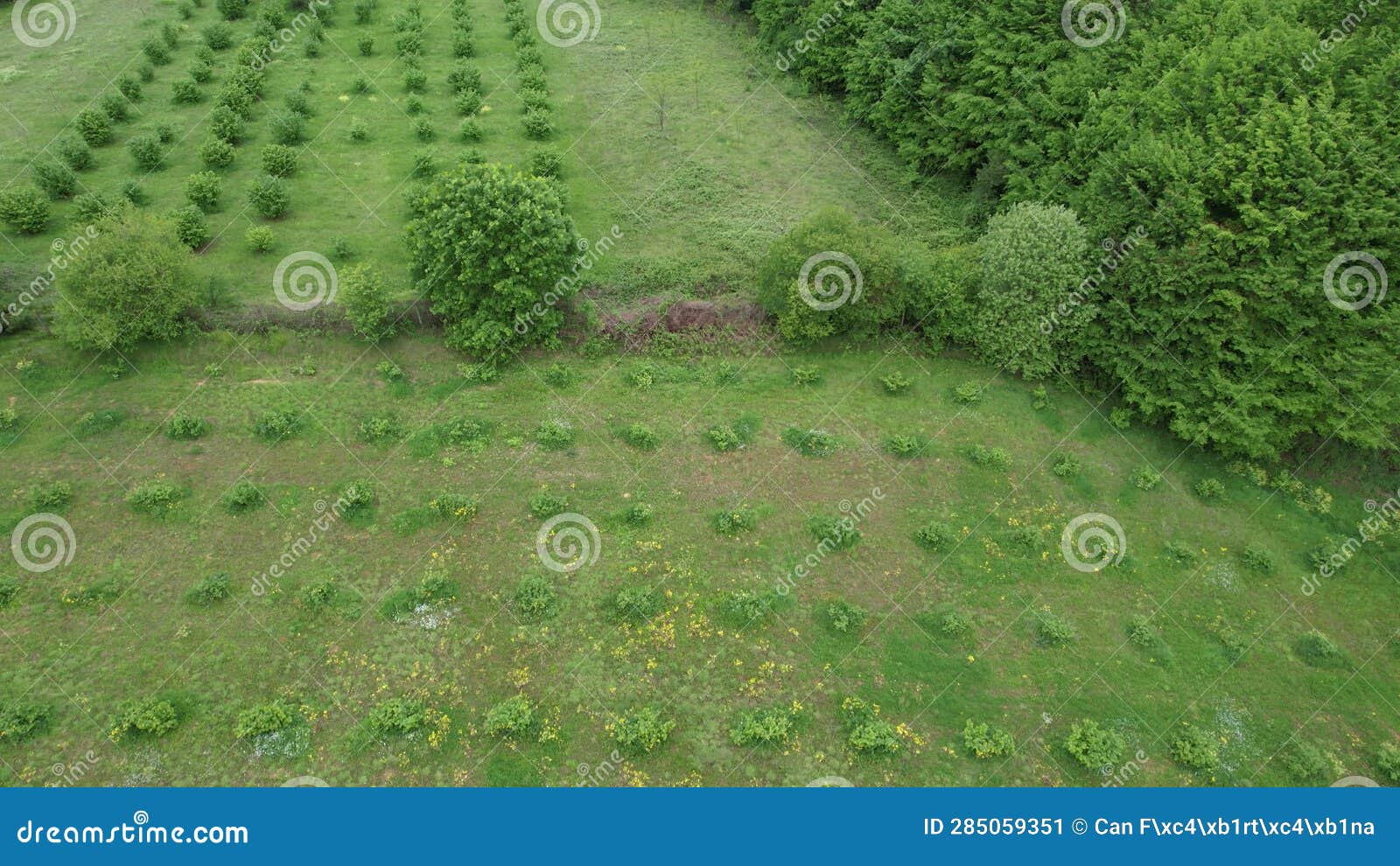 Small hazelnut trees stock video. Video of farming, harvest - 285059351