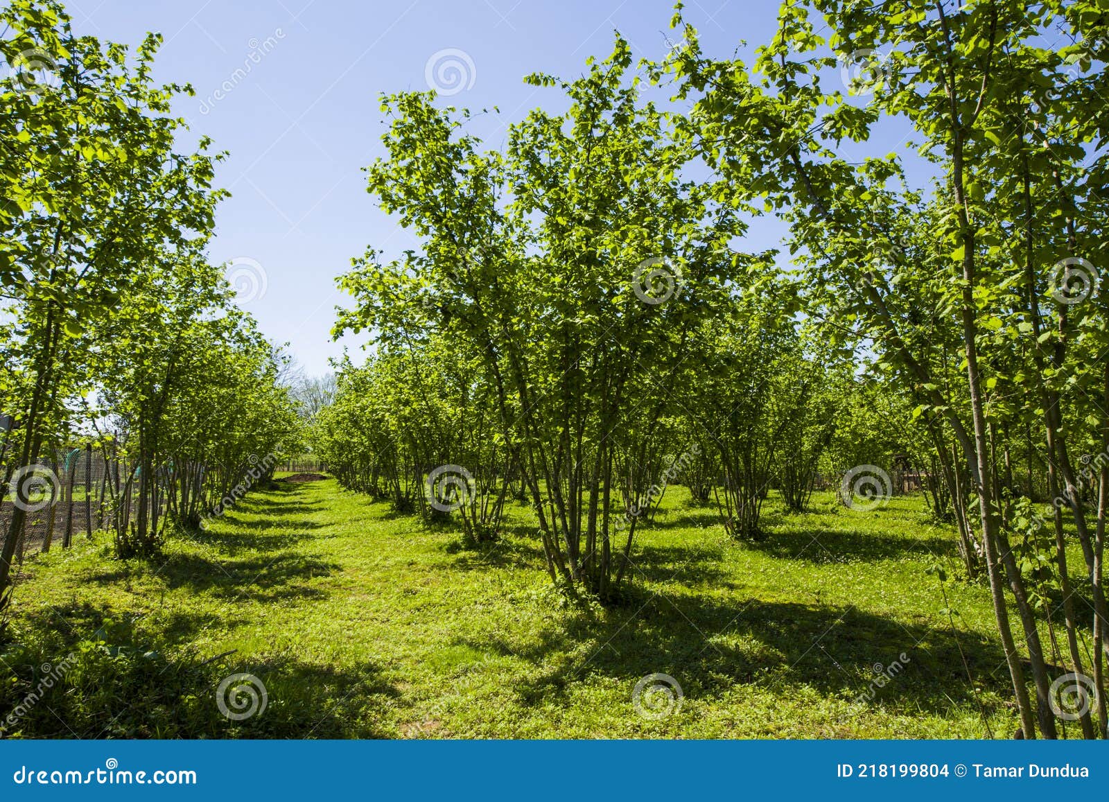 Hazelnut trees plantation stock photo. Image of field - 218199804