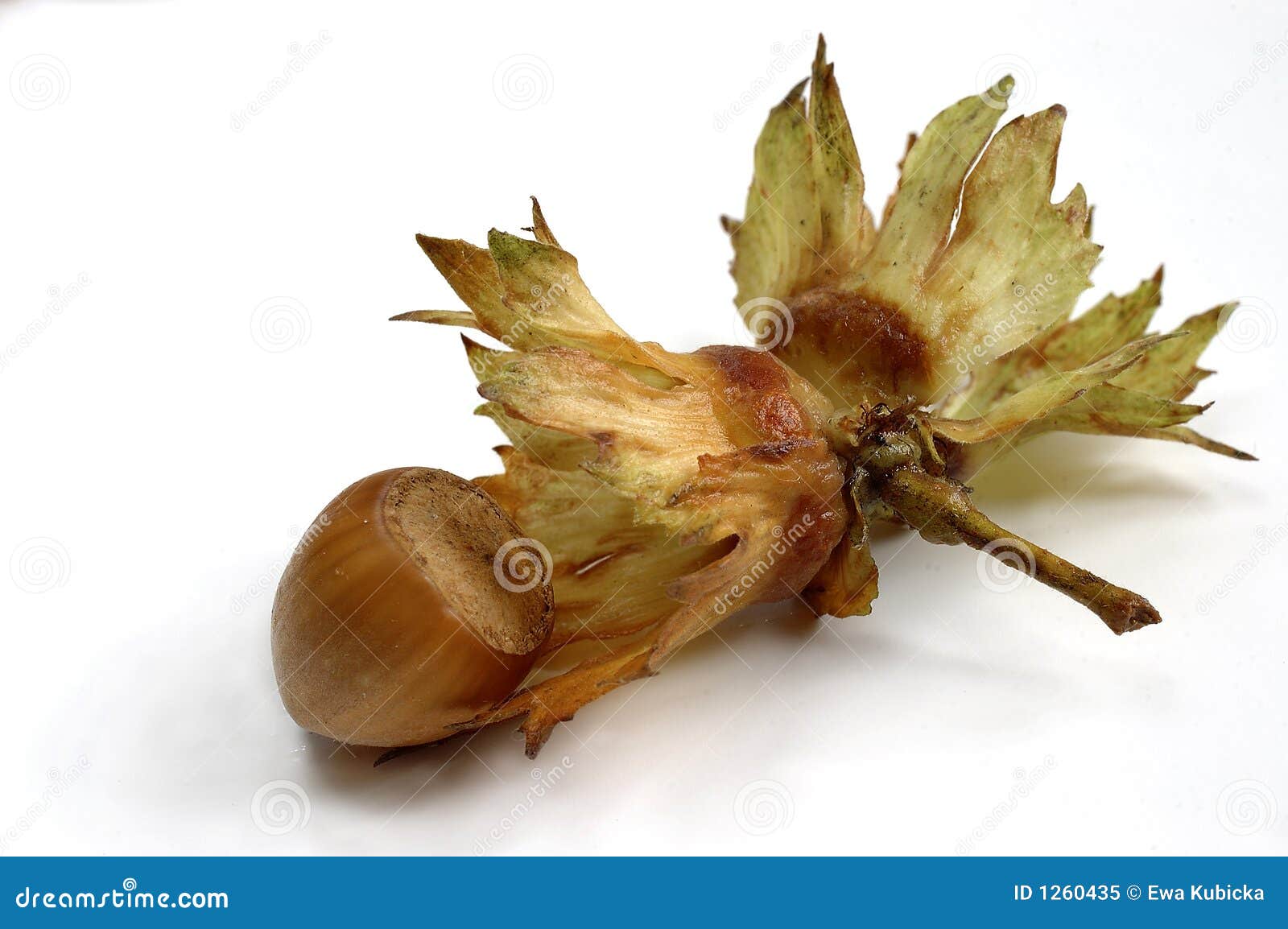 Hazelnut twig stock image. Image of tasty, autumn, brown - 1260435