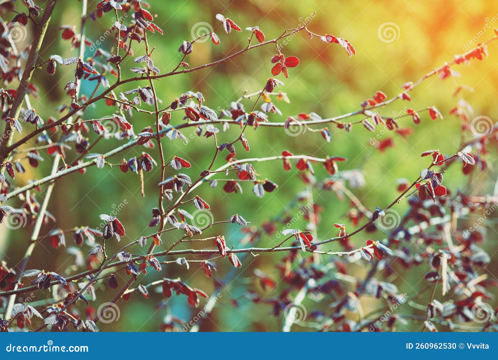 Hazelnut Twigs with Young Leaves Stock Photo - Image of fresh, natural ...