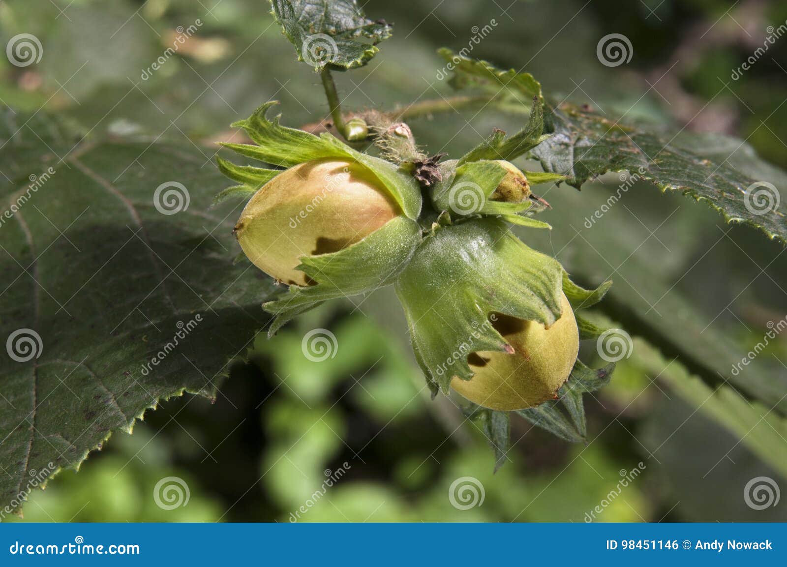Hazelnut unripe at tree stock photo. Image of green, fruit - 98451146