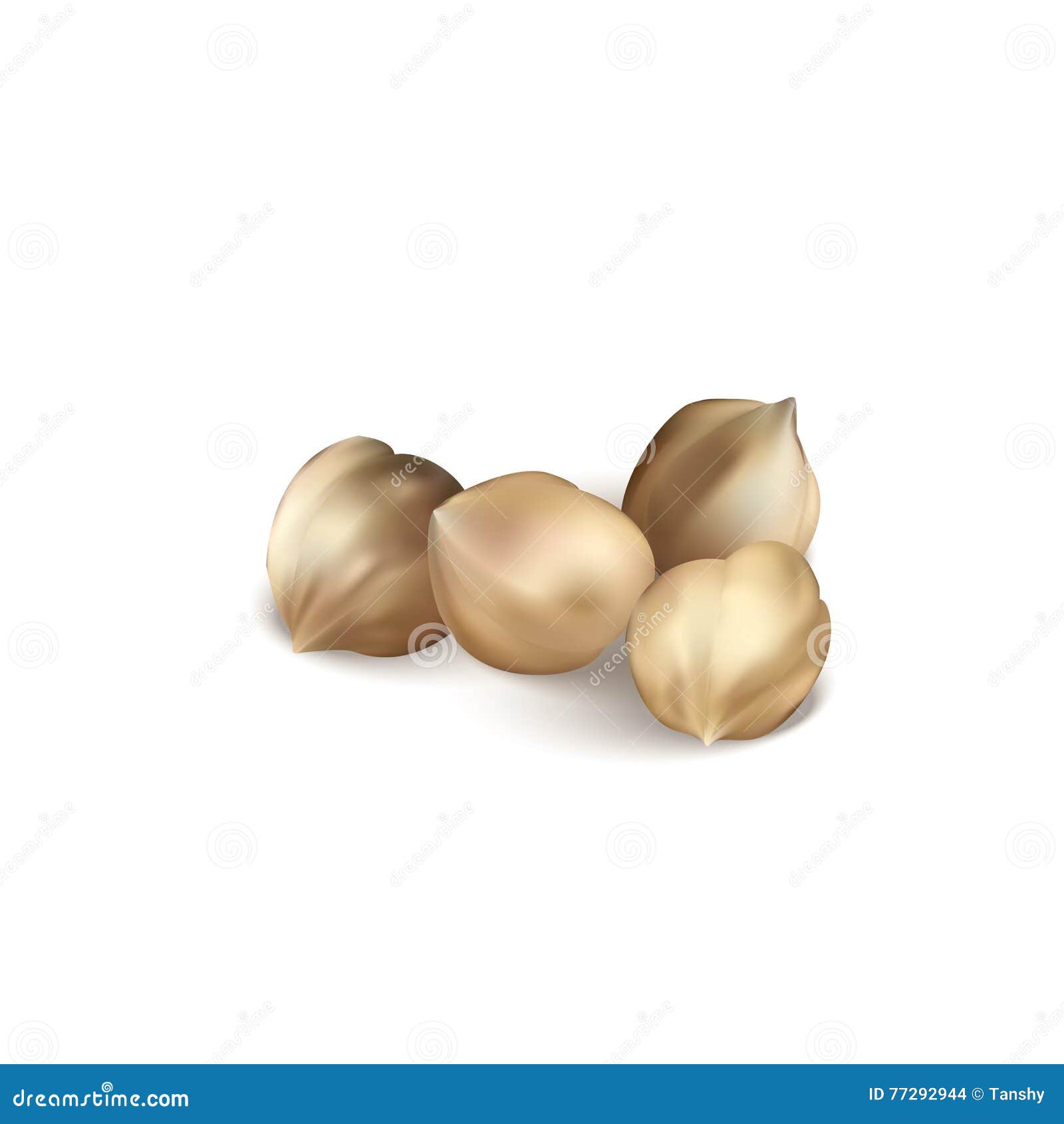 Hazelnut Vector Hazelnut Vector Stock Vector - Illustration of closeup ...