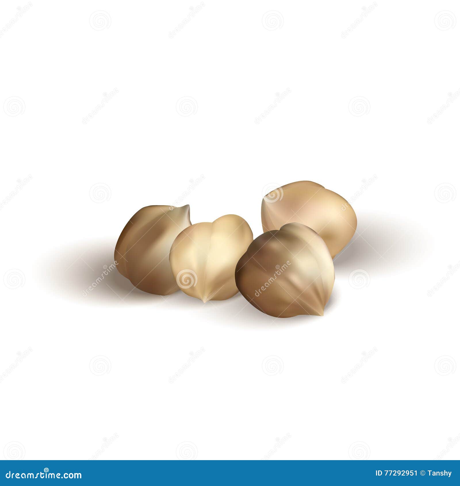 Hazelnut Vector Hazelnut Vector Stock Vector - Illustration of kernel ...