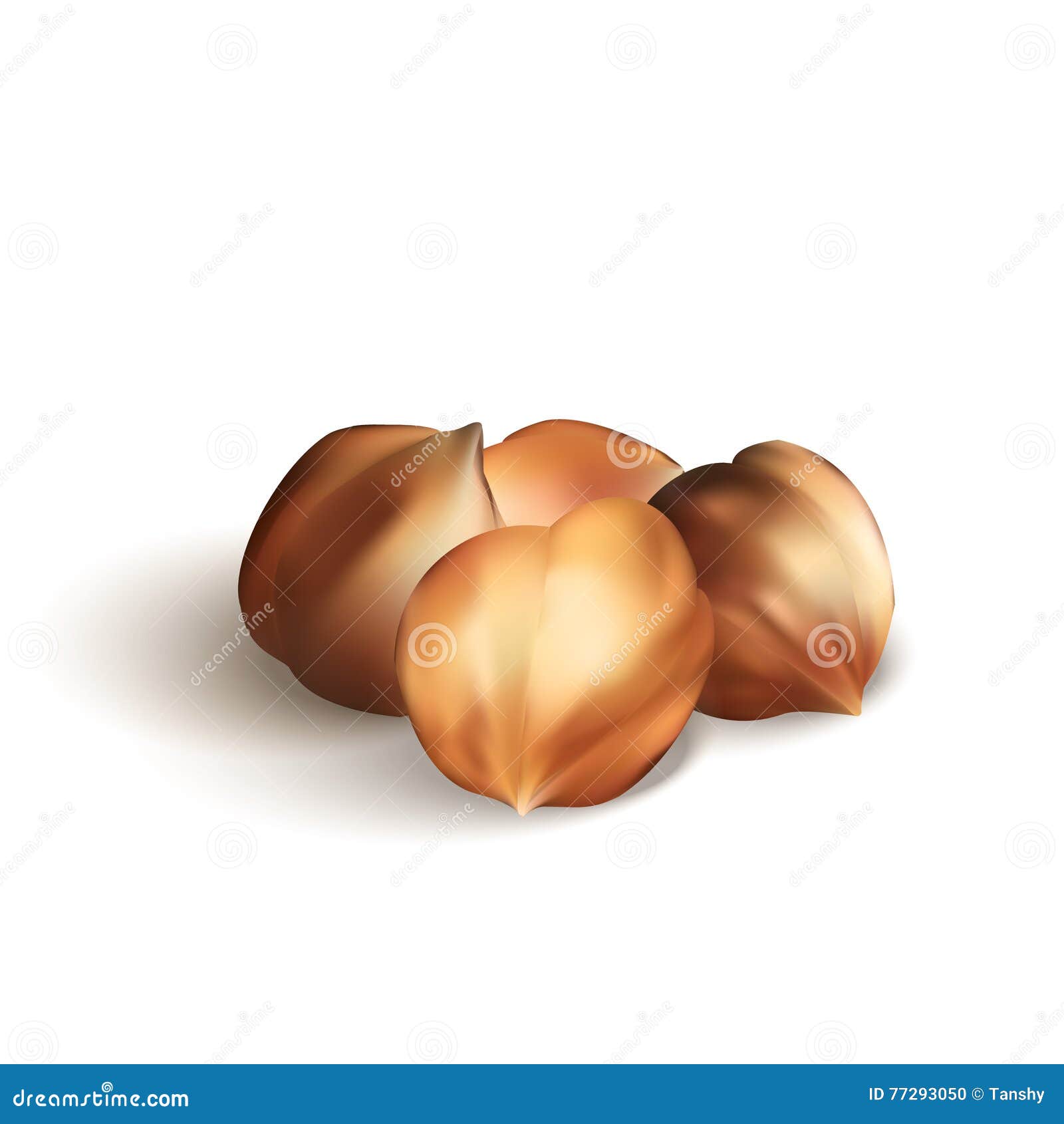 Hazelnut Vector Hazelnut Vector Stock Vector - Illustration of macro ...