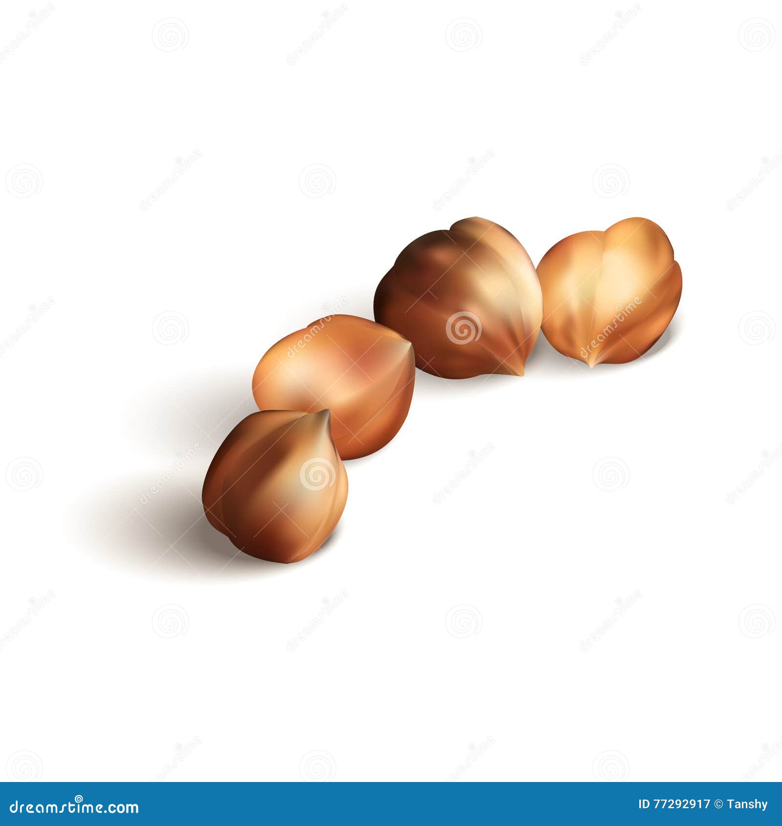 Hazelnut Vector Hazelnut Vector Stock Vector - Illustration of hazel ...