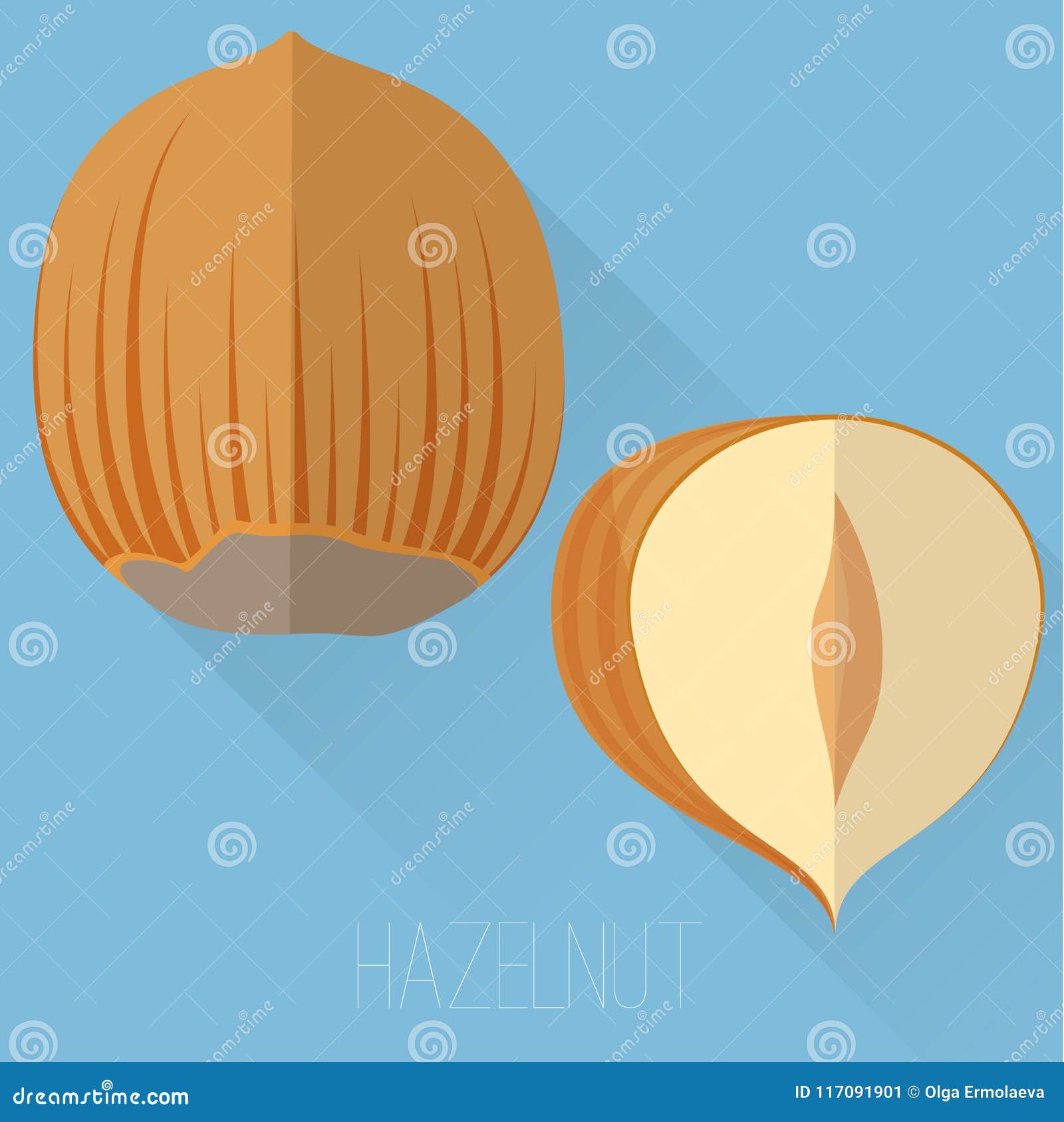 Hazelnut Vector Simple Color Cartoon Illustration | CartoonDealer.com ...