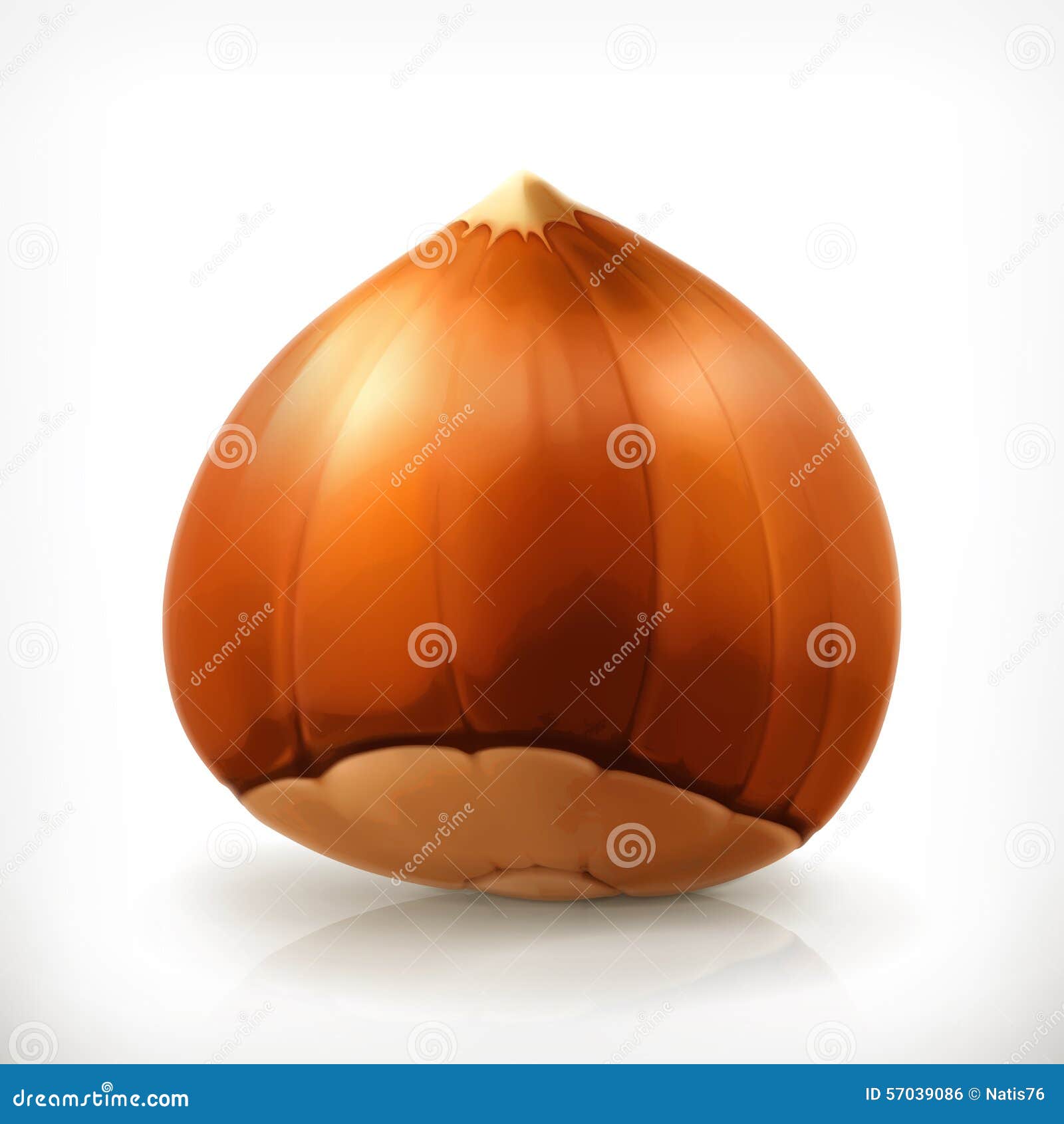 Hazelnut Vector Simple Color Cartoon Illustration | CartoonDealer.com ...