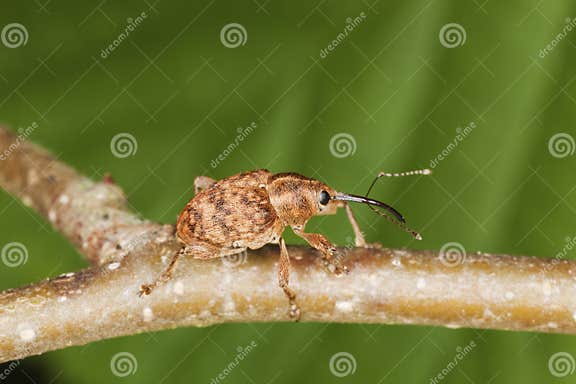 Hazelnut Weevil (Curculia Nucum) Stock Image - Image of imago, front ...