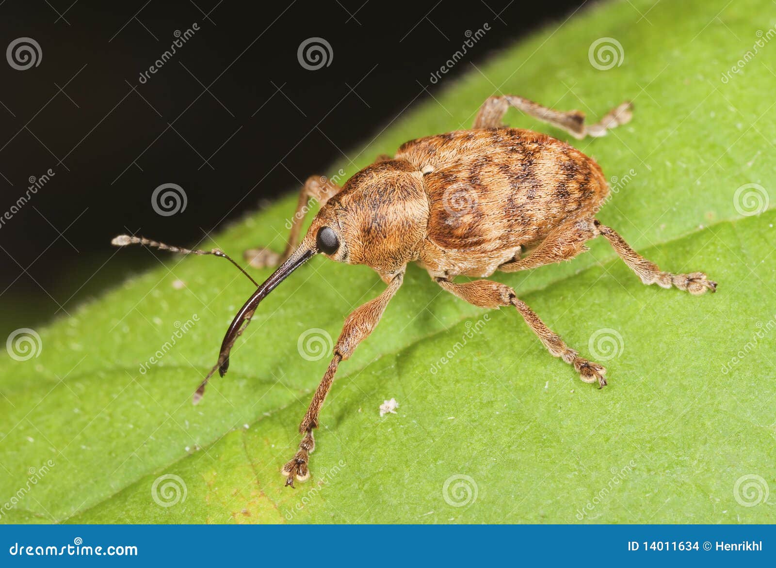 Hazelnut Weevil (Curculia Nucum) Stock Photo - Image of green, beetle ...