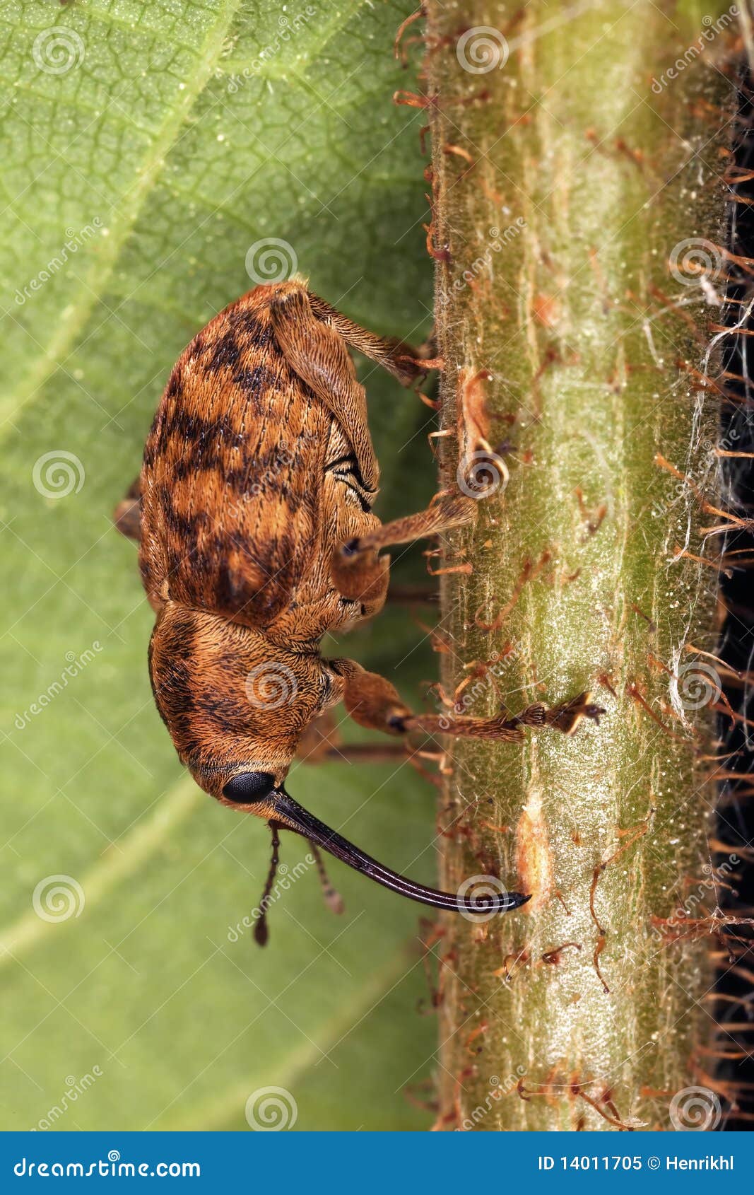 Hazelnut Weevil (Curculia Nucum) Stock Image - Image of front, antennae ...