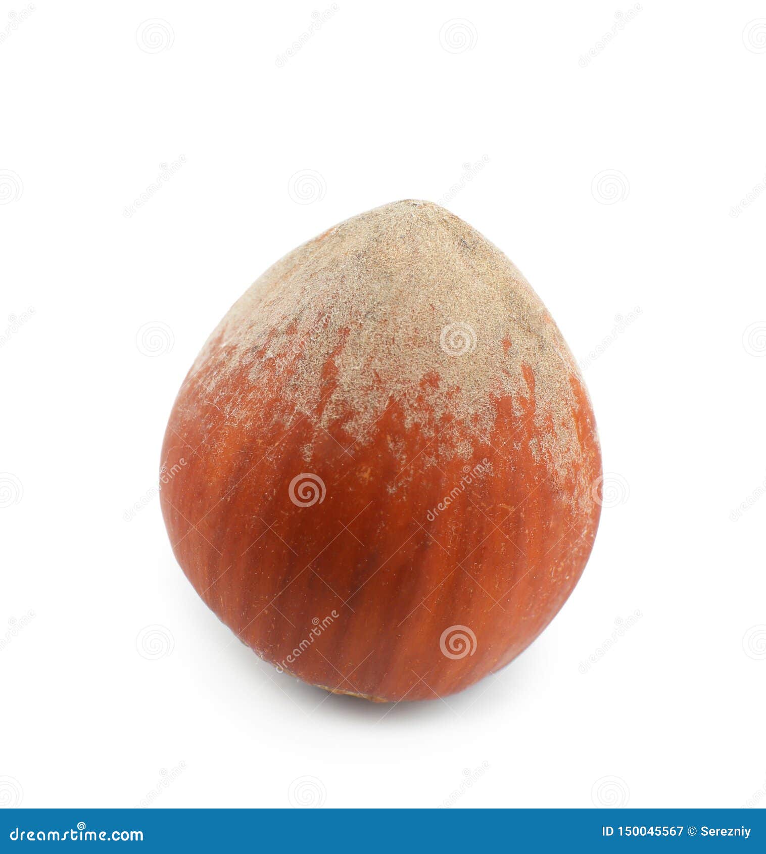 Hazelnut on White Background Stock Image - Image of snack, healthy ...