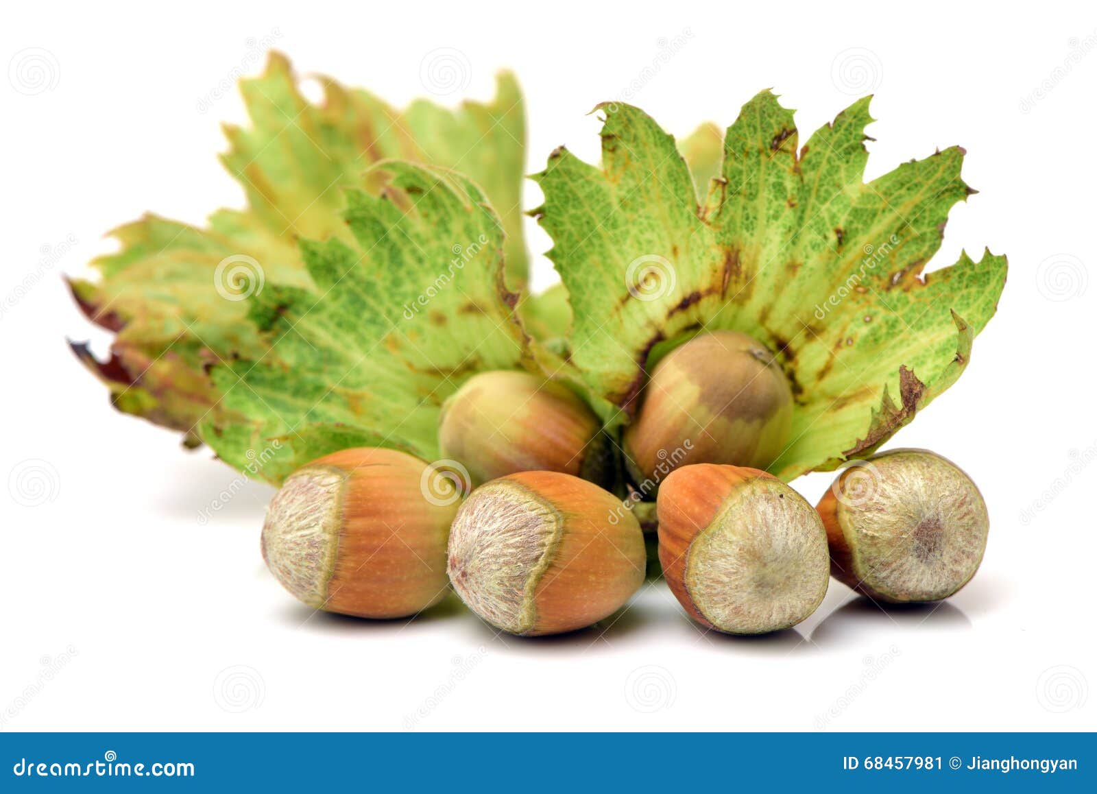 Hazelnut stock image. Image of nature, healthy, group - 68457981