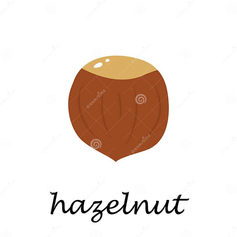 Hazelnut on White Background in Cartoon Style. Stock Vector ...