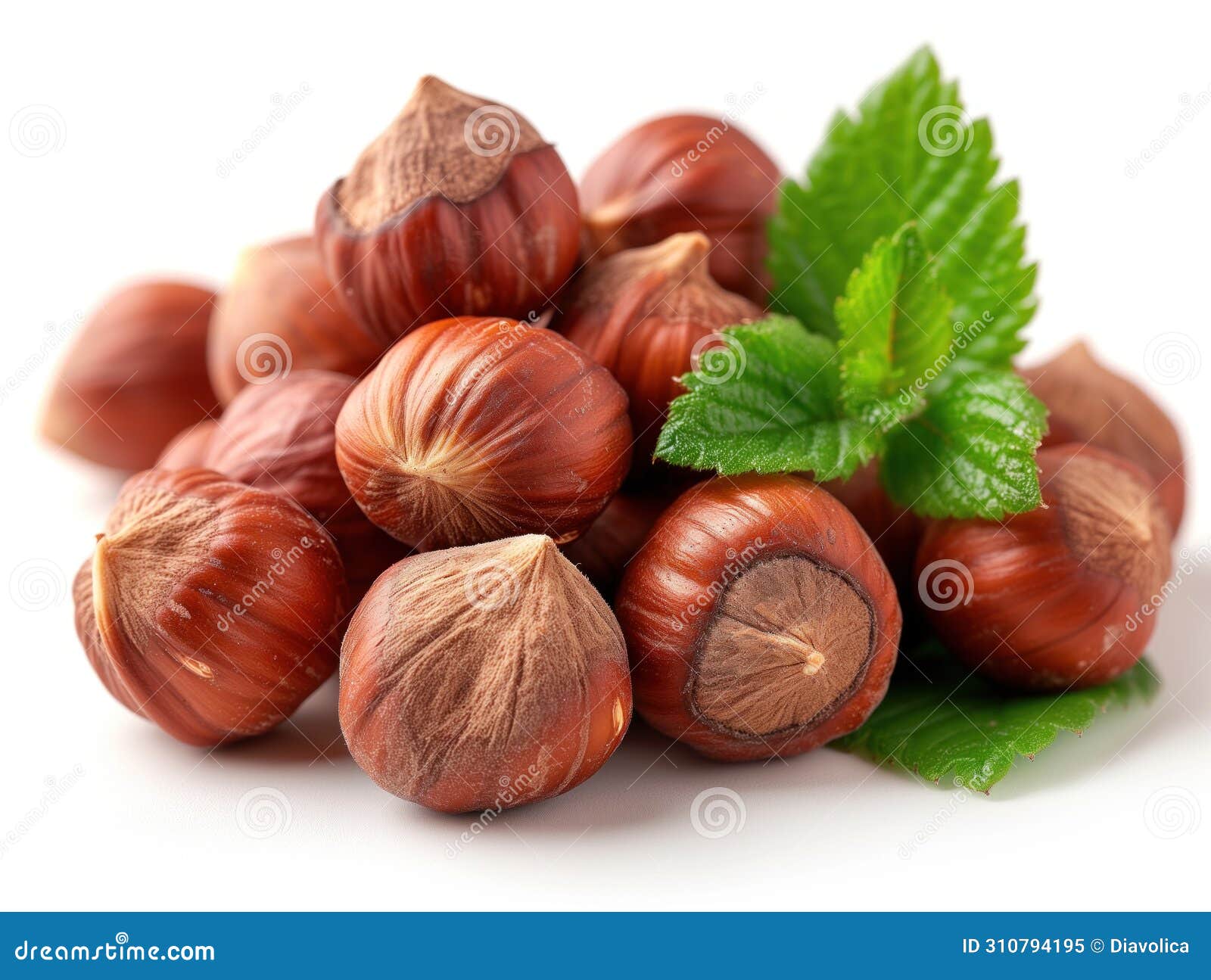 Hazelnut on White Background Stock Illustration - Illustration of ...
