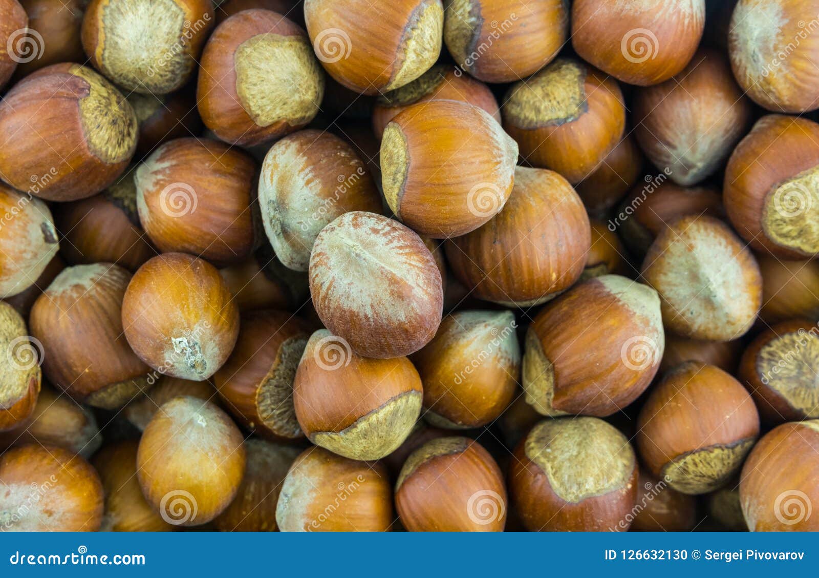 Hazelnut One Whole The Shell In A Top View Isolated On White Background ...